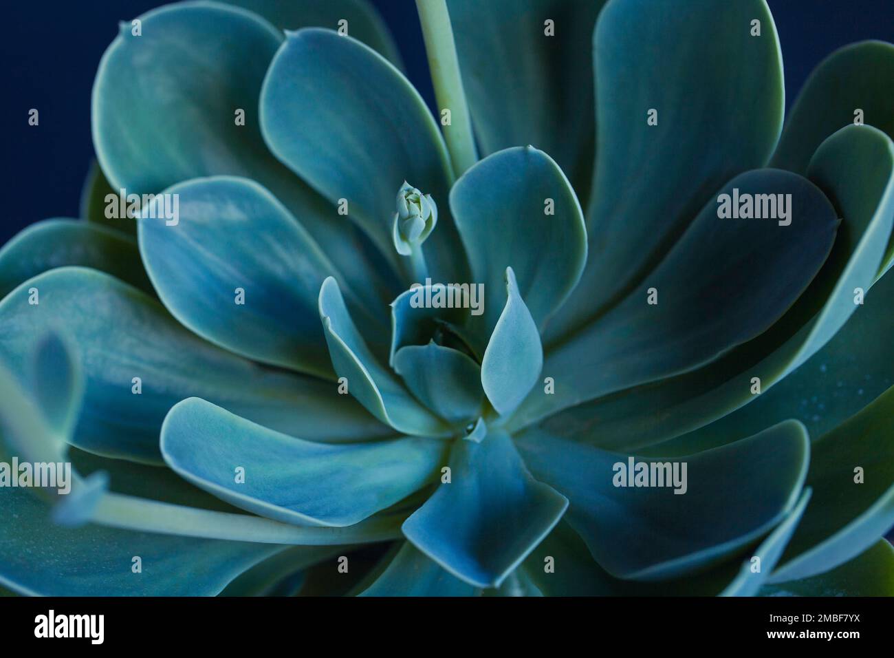 Succulent macro photo. Deep green natural plant Stock Photo - Alamy