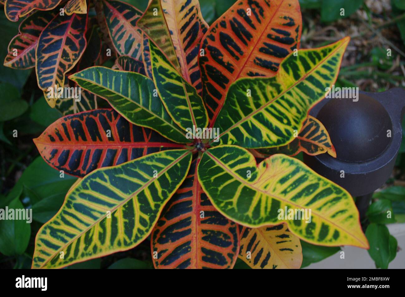 A closeup of green and orange Codium mottled plant in bloom Stock Photo ...