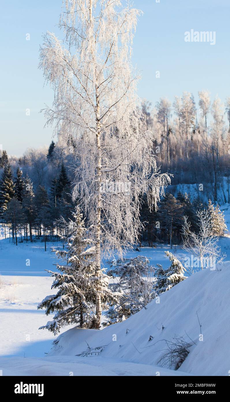 Trees covered with frost. Frozen white tree branches Stock Photo - Alamy