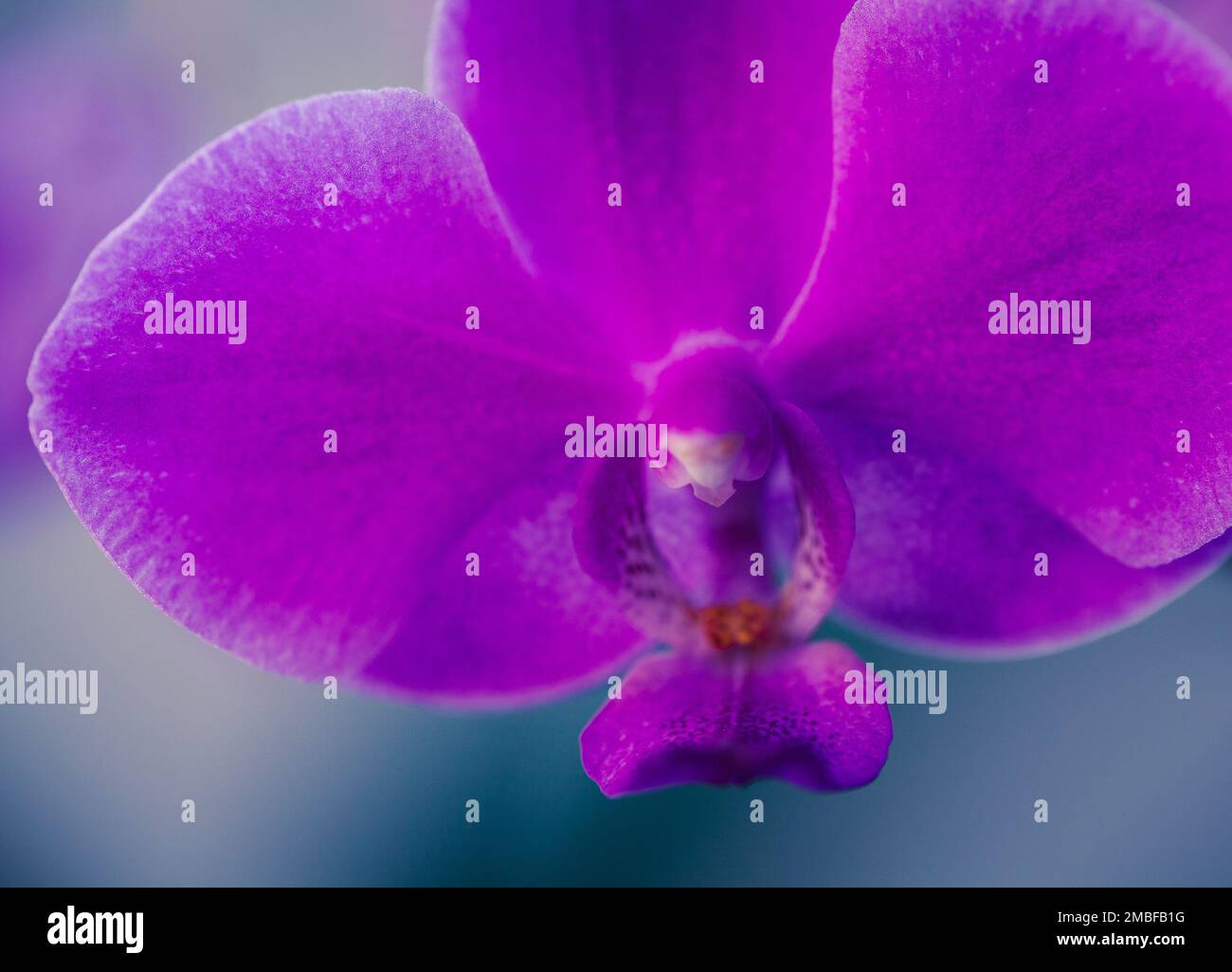 Pink orchid closeup macro photo with shallow depth of field Stock Photo ...