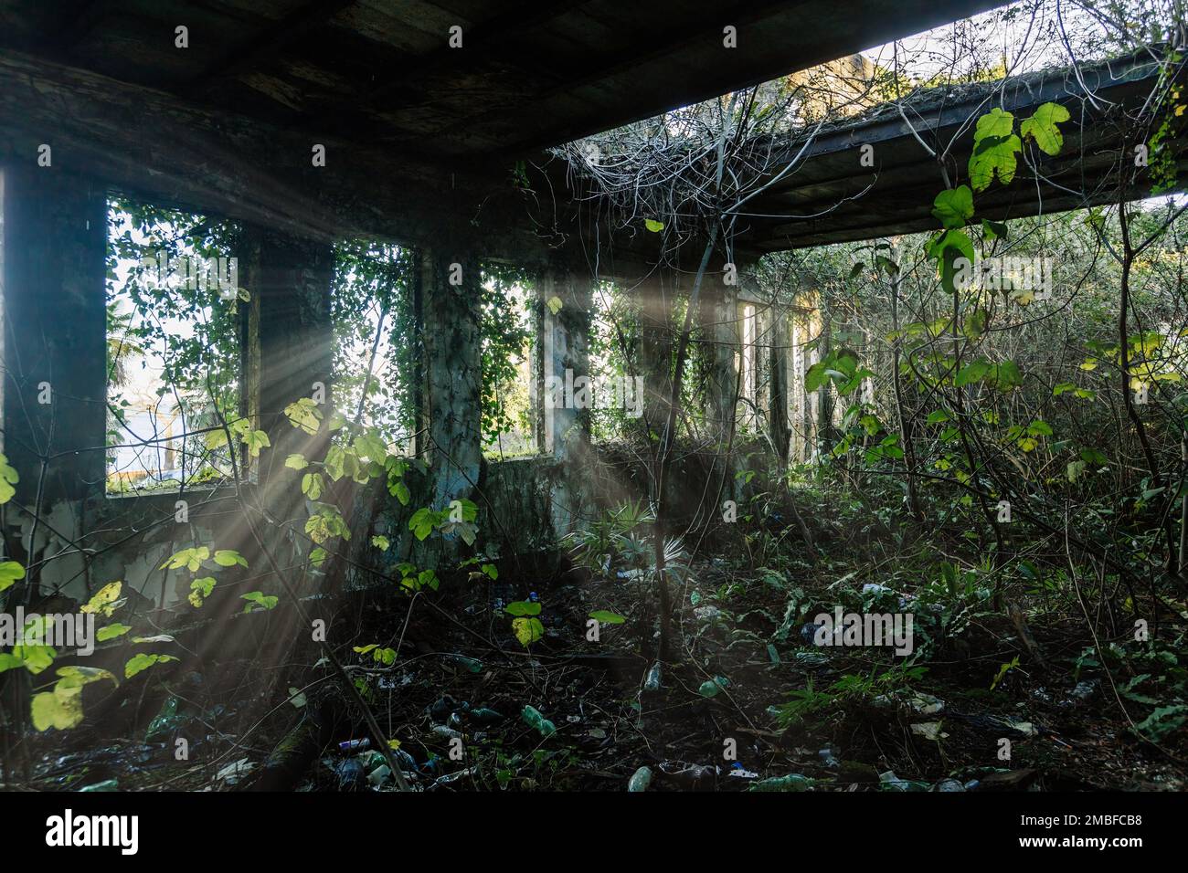 Overgrown by plants old abandoned building interior Stock Photo - Alamy