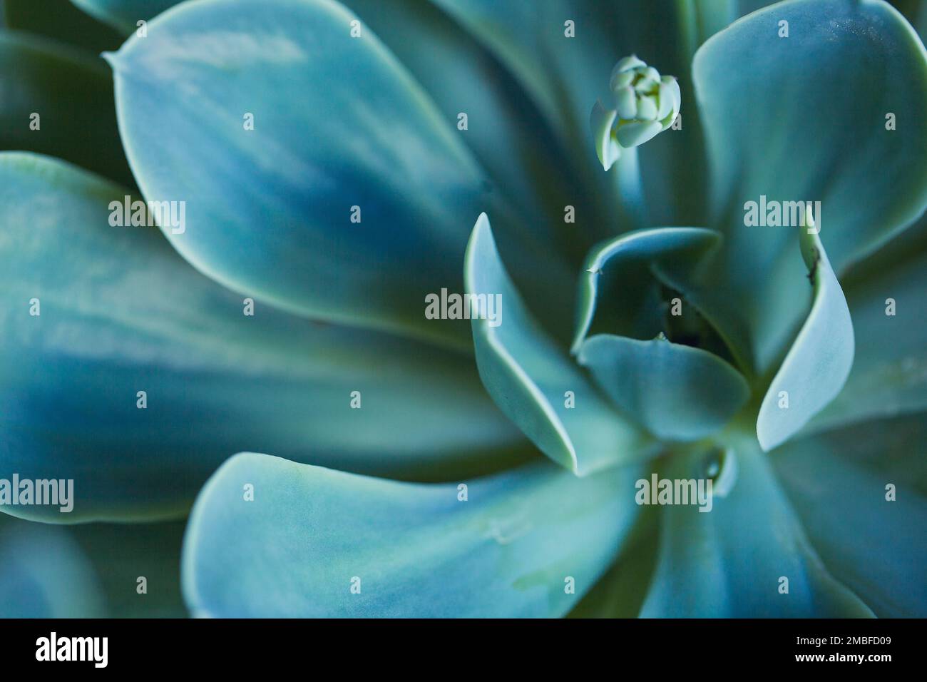 Succulent macro photo. Deep green natural plant Stock Photo - Alamy
