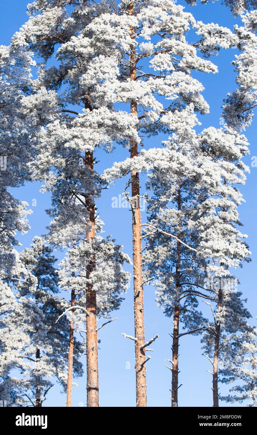 Trees covered with frost. Frozen white tree branches Stock Photo - Alamy