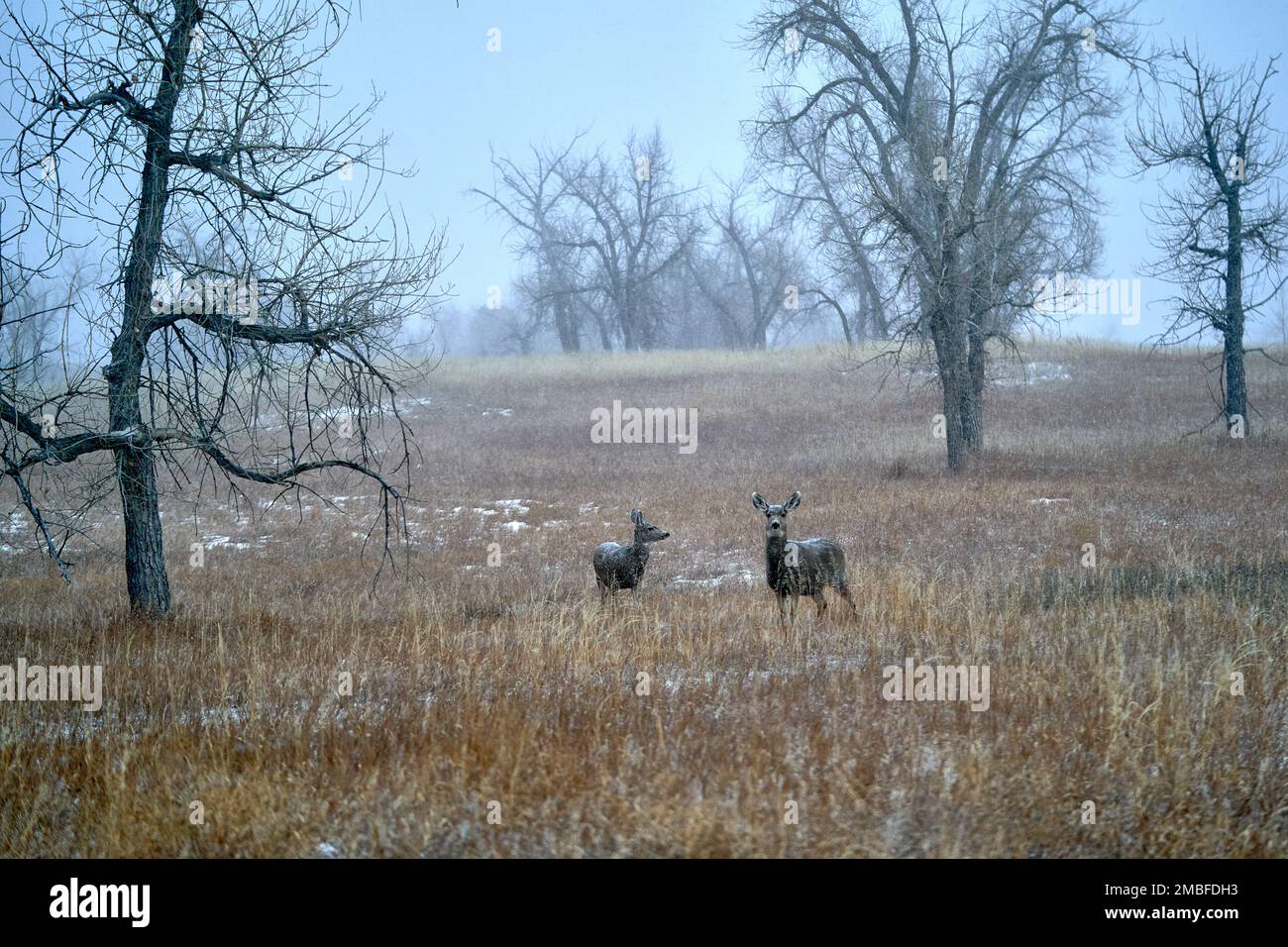 Deer poster hi-res stock photography and images - Alamy