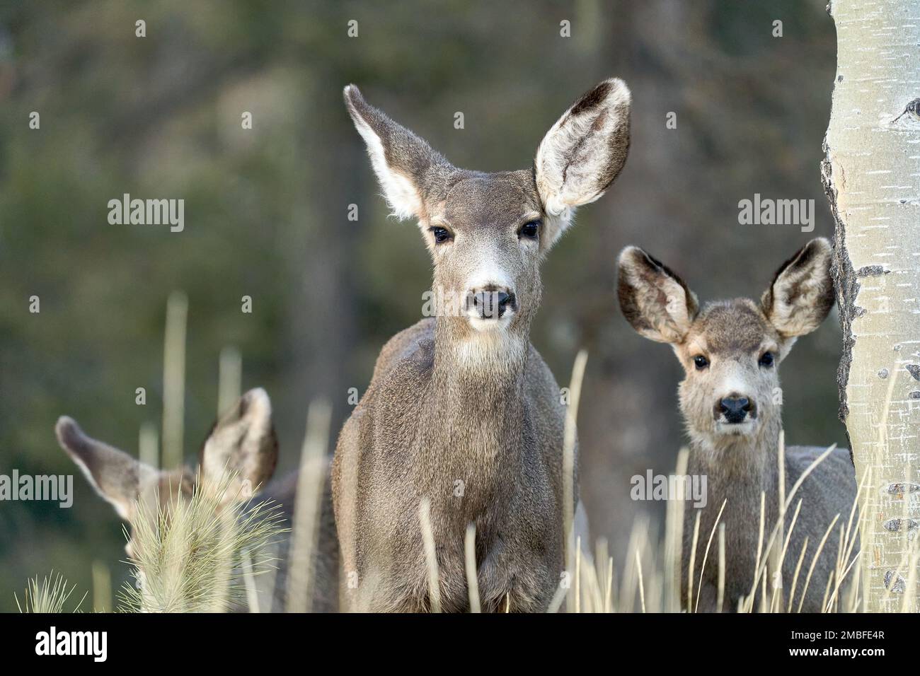 Mom deer hi-res stock photography and images - Alamy