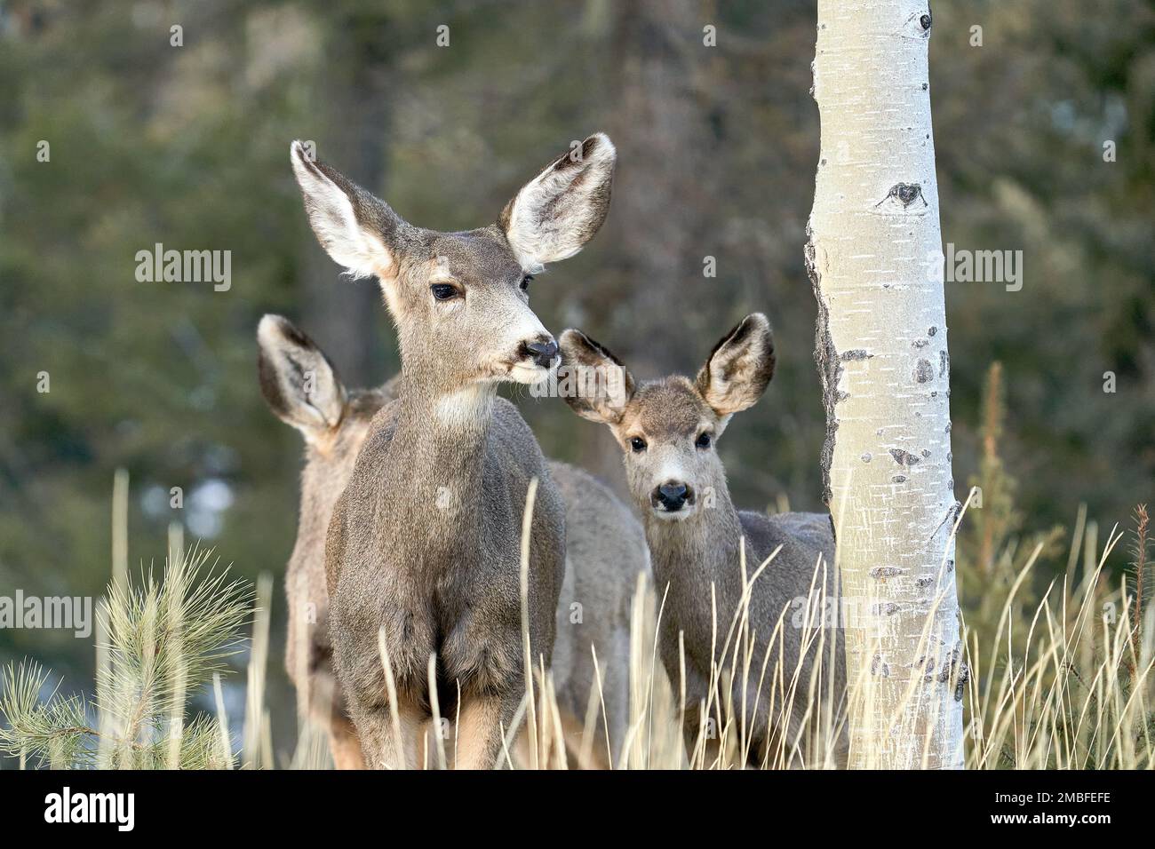 Pretty landscape and wildlife hi-res stock photography and images - Alamy