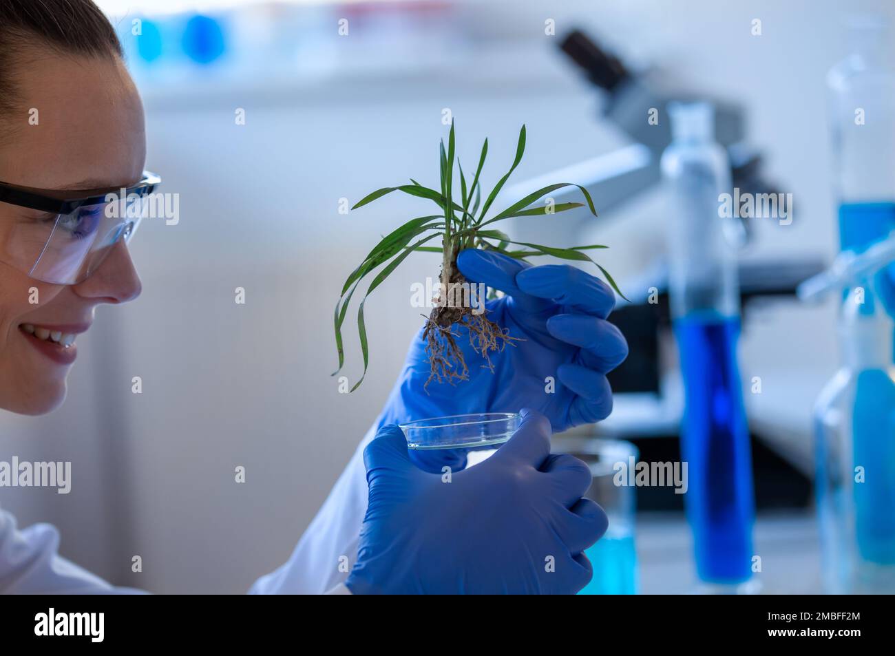Young excited woman biologist holding sprout with root above petri dish ...