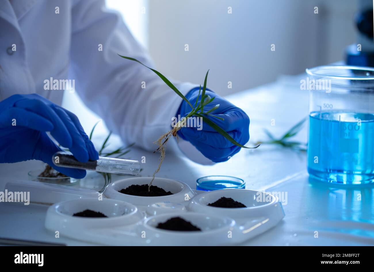 Close up of biogist's hands with gloves testing sprout growth with ...