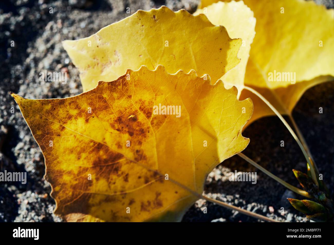 Nature Desktop Wallpaper Stock Photo - Alamy