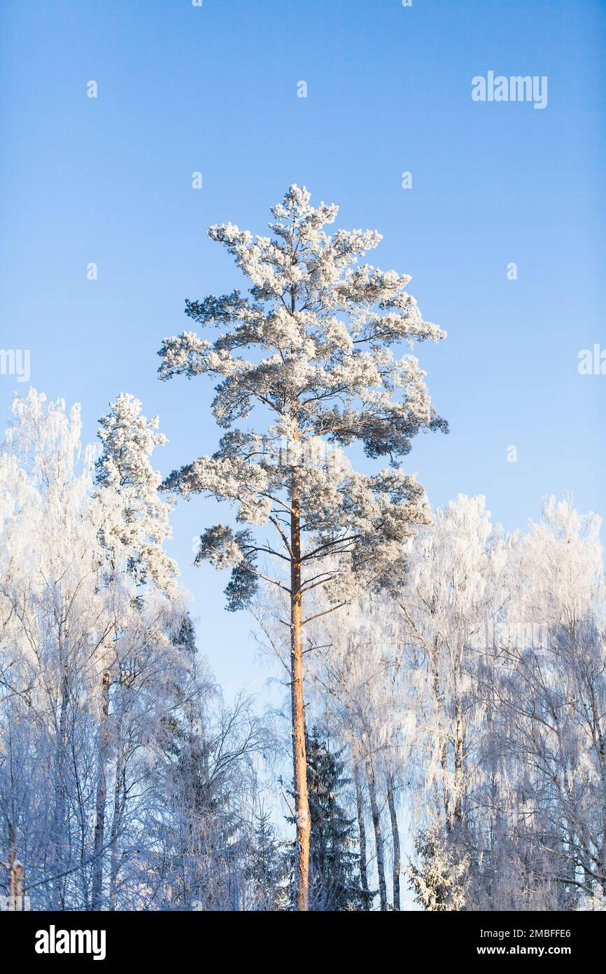 Trees covered with frost. Frozen white tree branches Stock Photo - Alamy