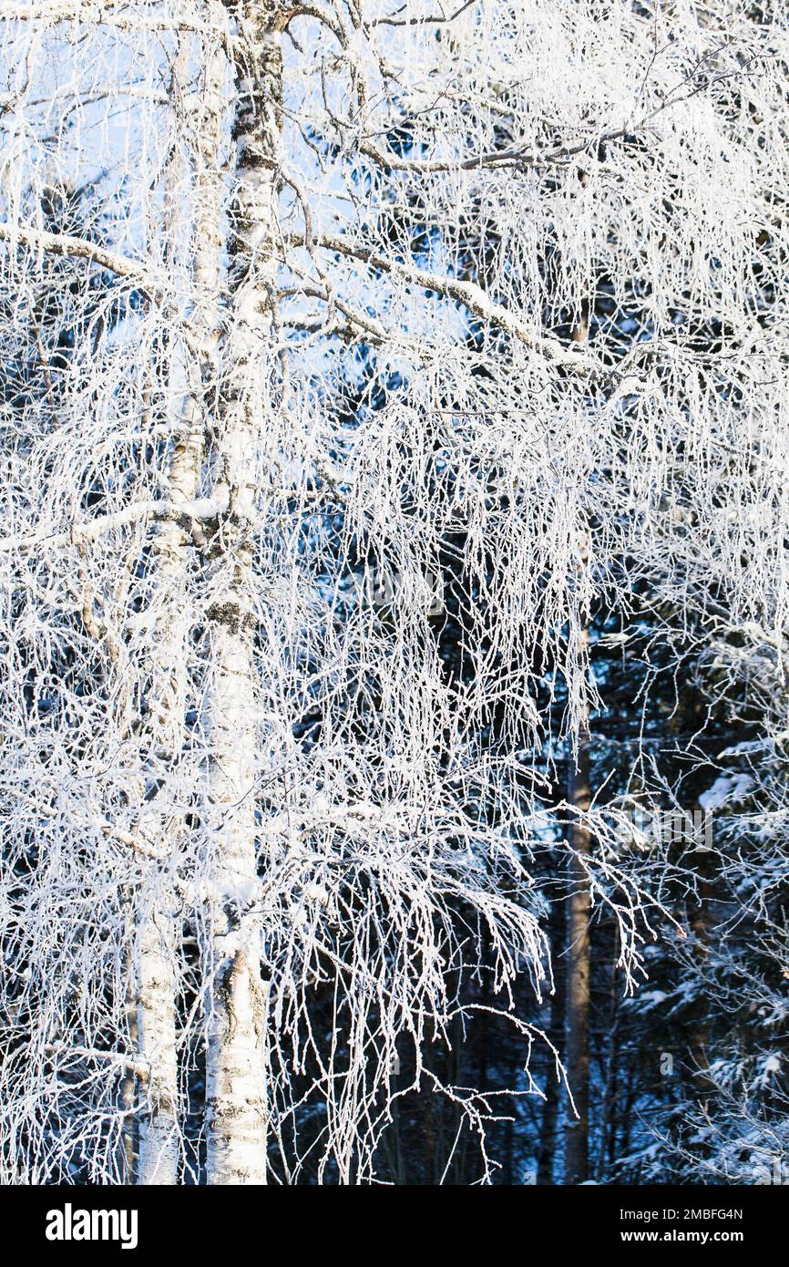 Trees covered with frost. Frozen white tree branches Stock Photo - Alamy