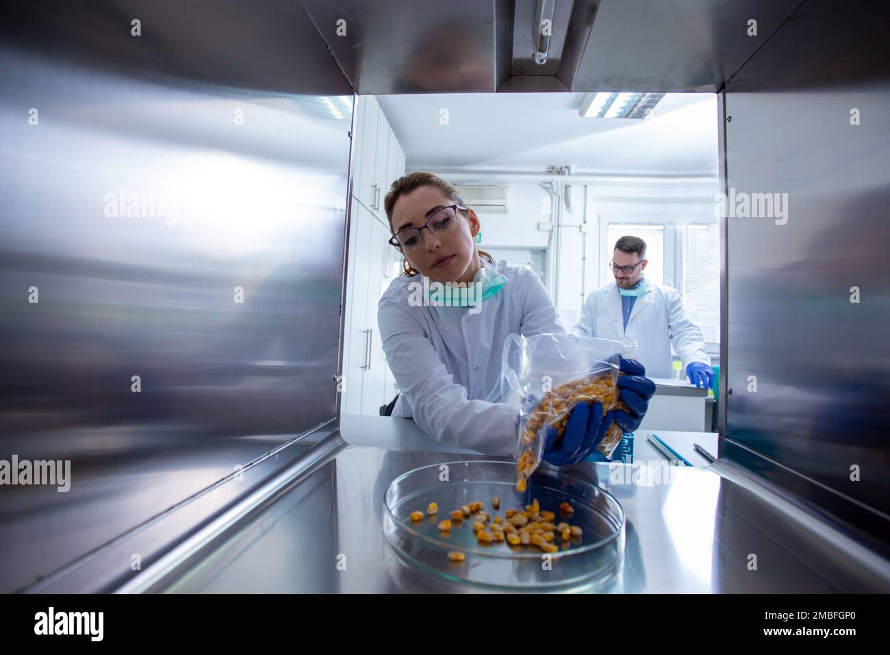 Agronomist testing corn grains in laboratory. Shoot from inside of ...