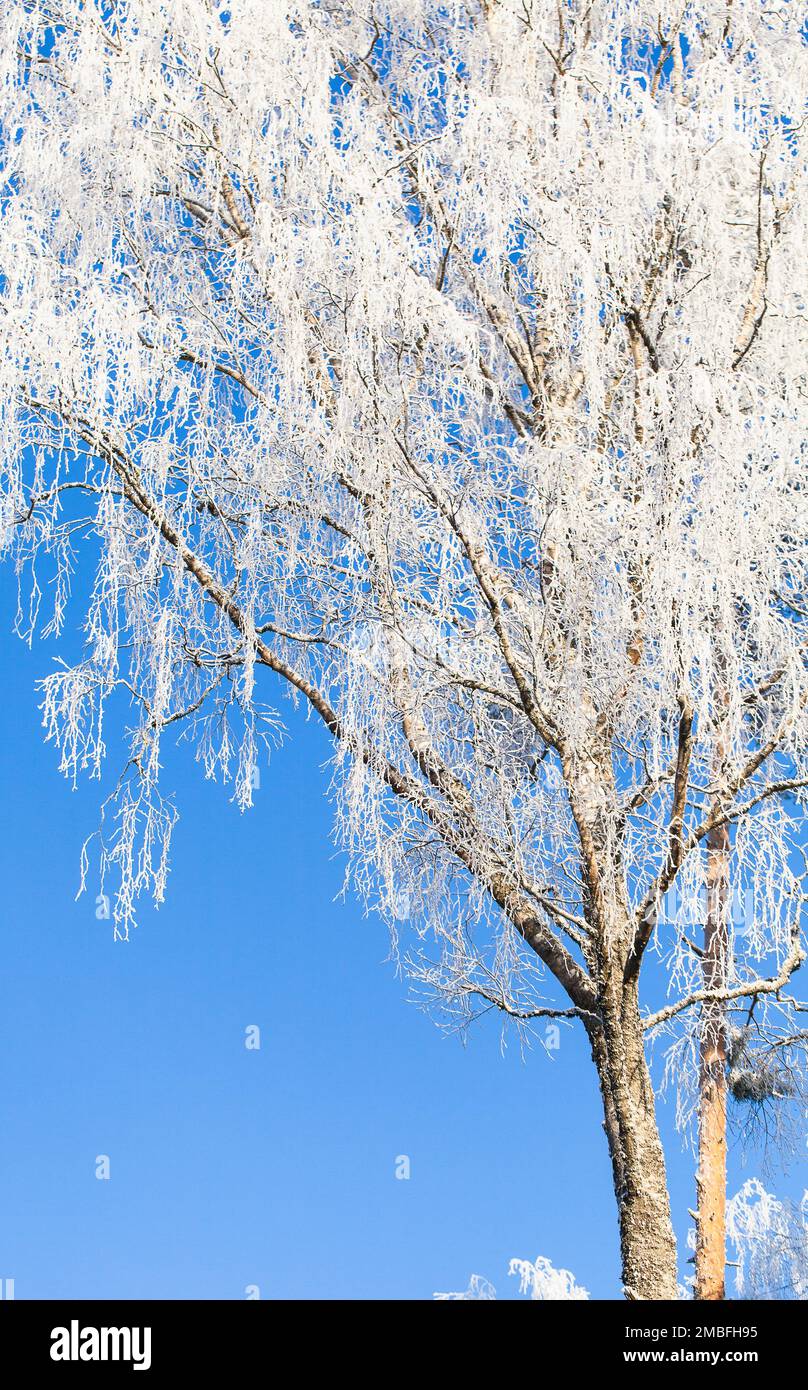 Trees covered with frost. Frozen white tree branches Stock Photo - Alamy
