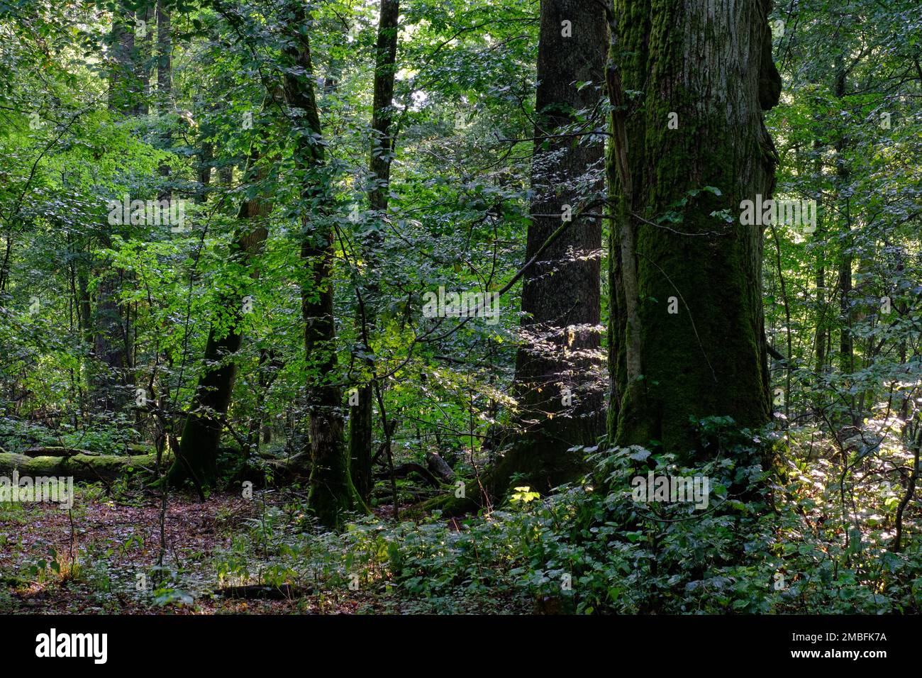 Summertime deciduous forest with oak monumental tree in foreground ...