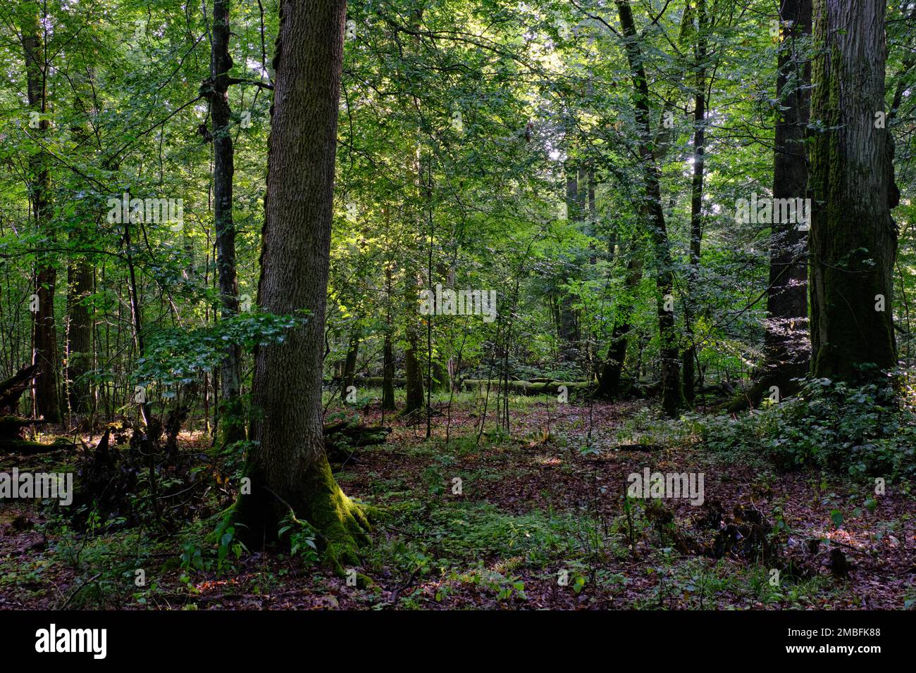 Summertime deciduous forest with oak monumental tree in foreground ...