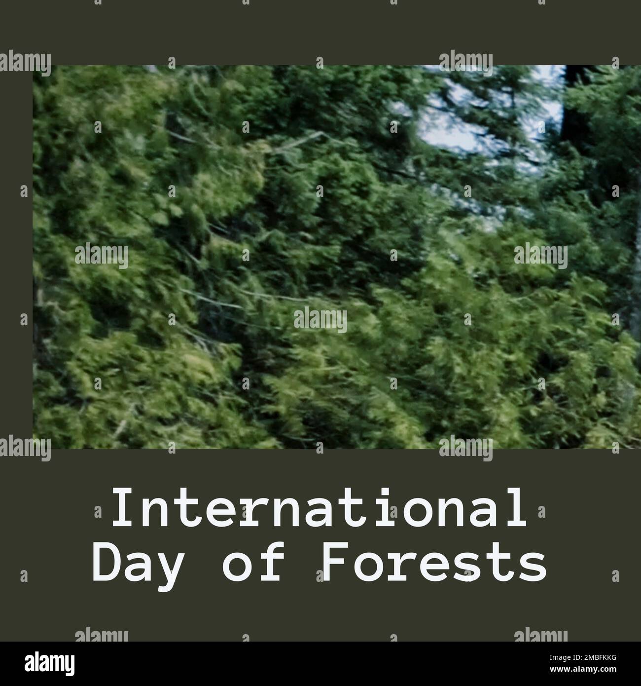 Composition of international day of forest text and trees Stock Photo ...