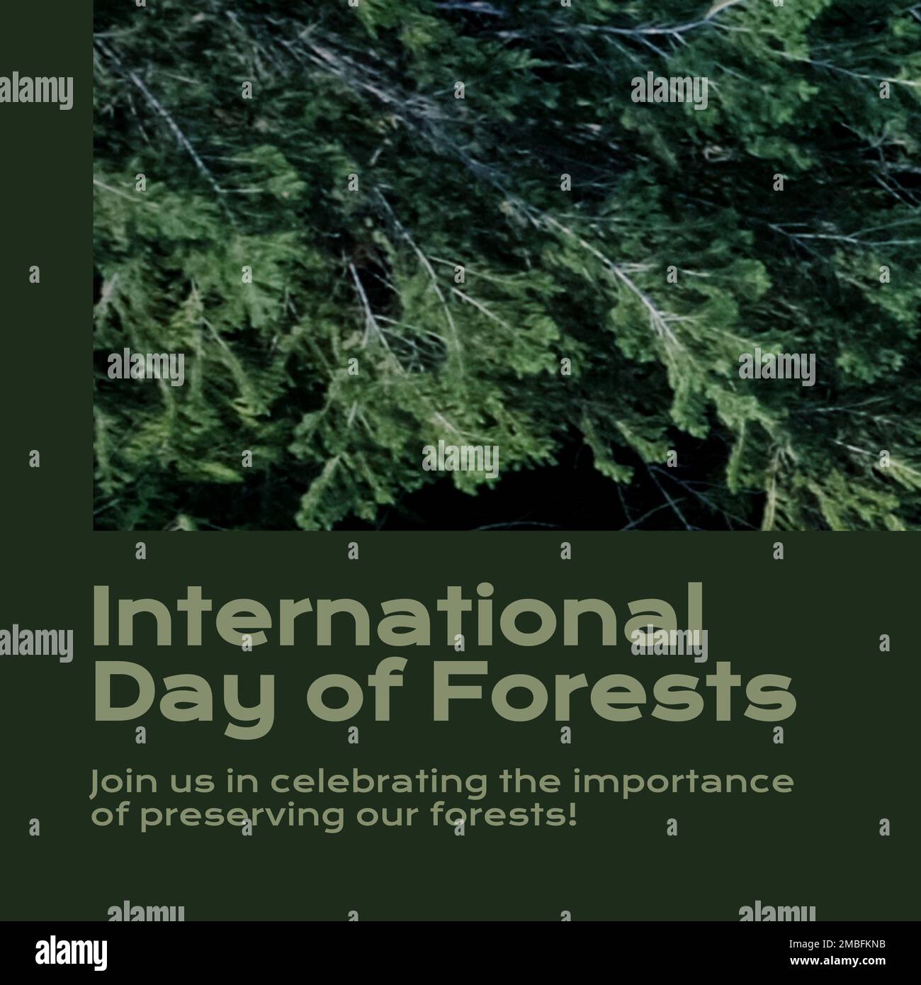 Composition of international day of forest text and trees in forest ...