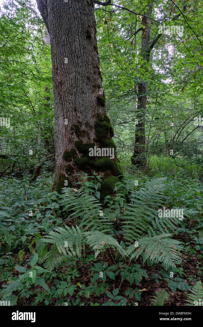 Monumental maple tree moss wrapped with some fern in foreground ...