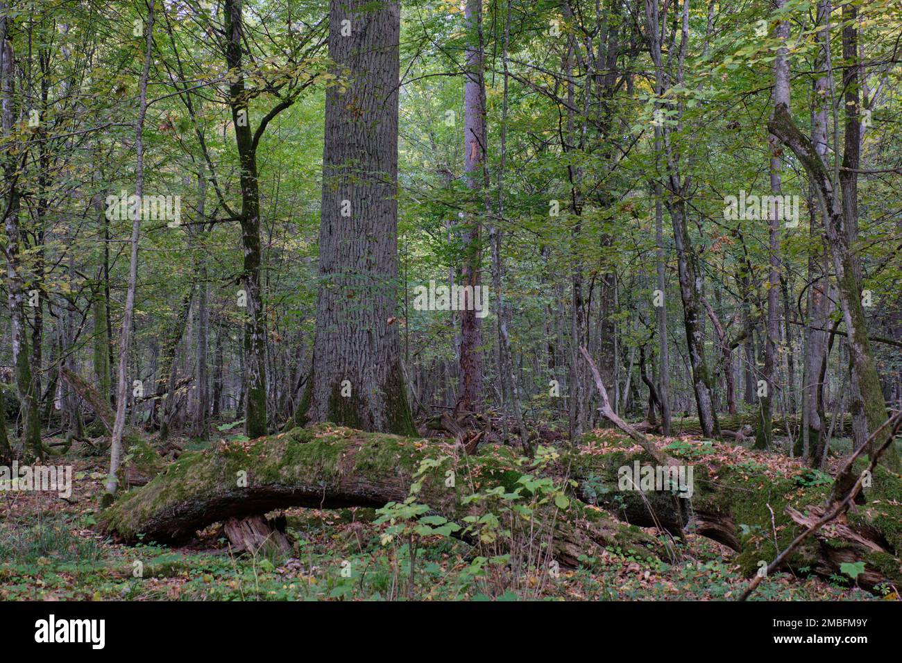 Ok tree hi-res stock photography and images - Alamy