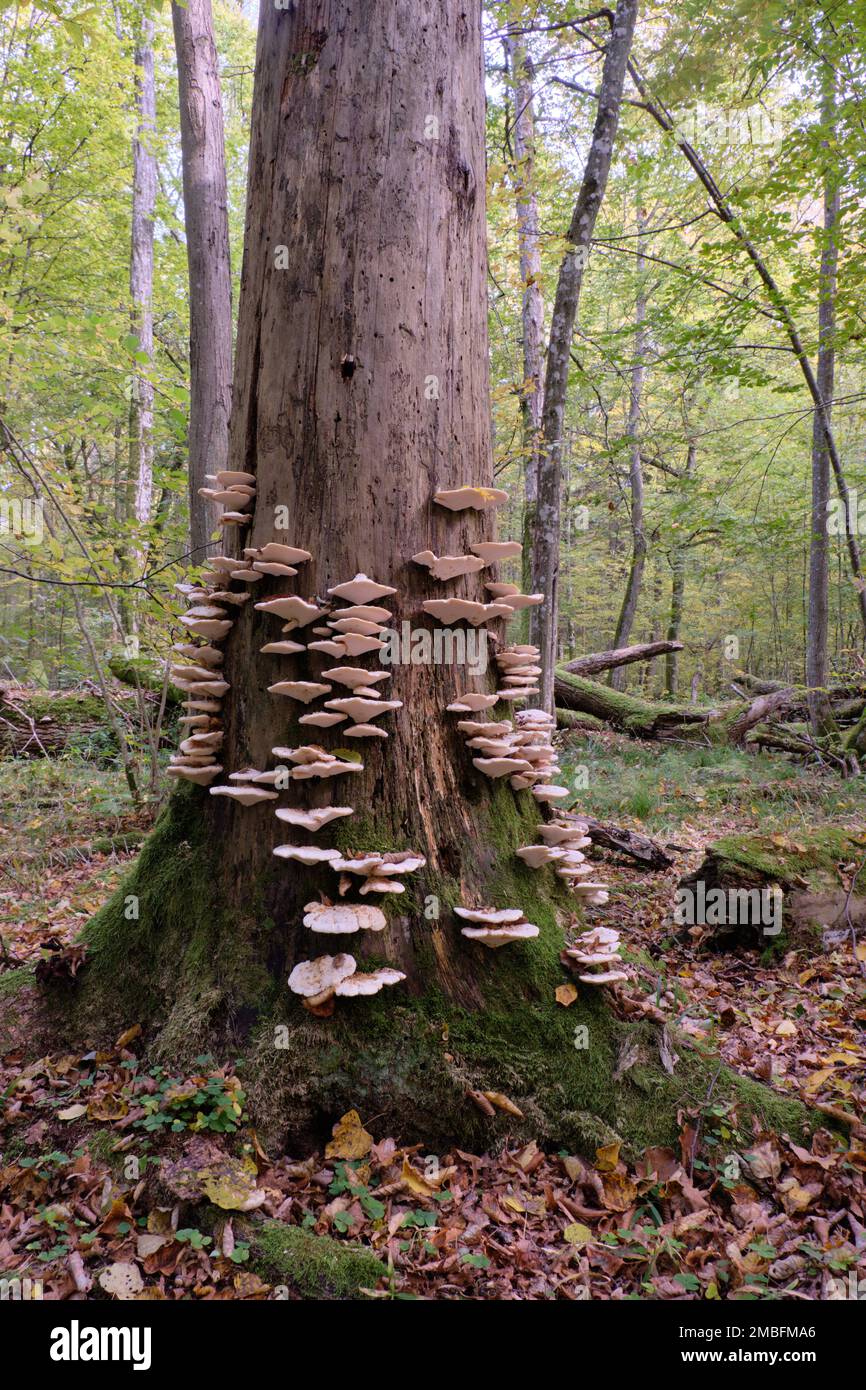 Autumnal fungus grows over old dead spruce tree stump, Bialowieza ...