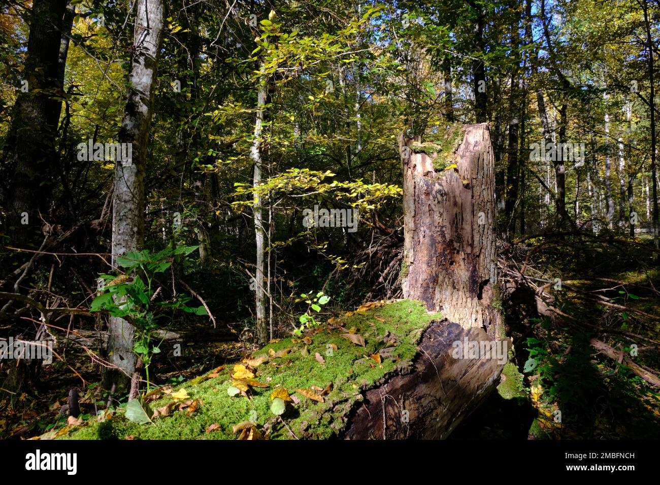 Old deciduous forest stand with old oak tree in summer afternoon with ...
