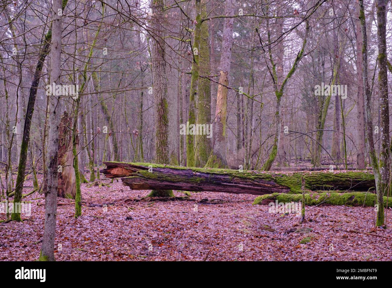 Early spring deciduous tree stand with old oak tree broken in ...