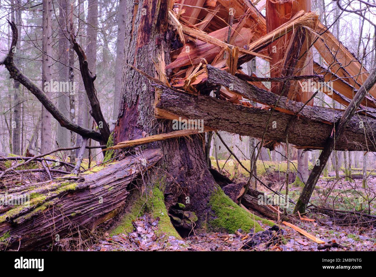 Wind broken spruce in foreground and second one in background in water ...
