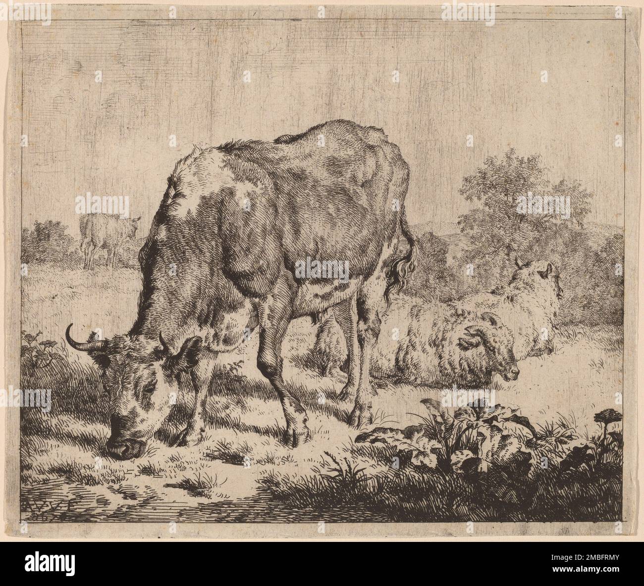 Spotted Bull and Three Sheep, 1670 Stock Photo - Alamy