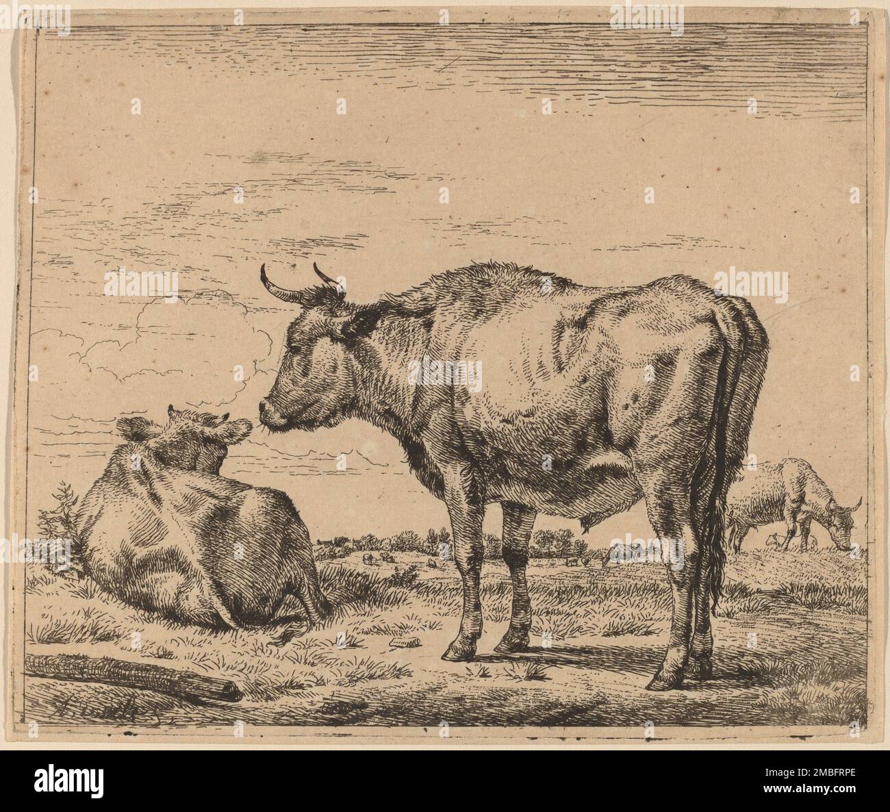 Standing Bull, c. 1657/1659 Stock Photo - Alamy