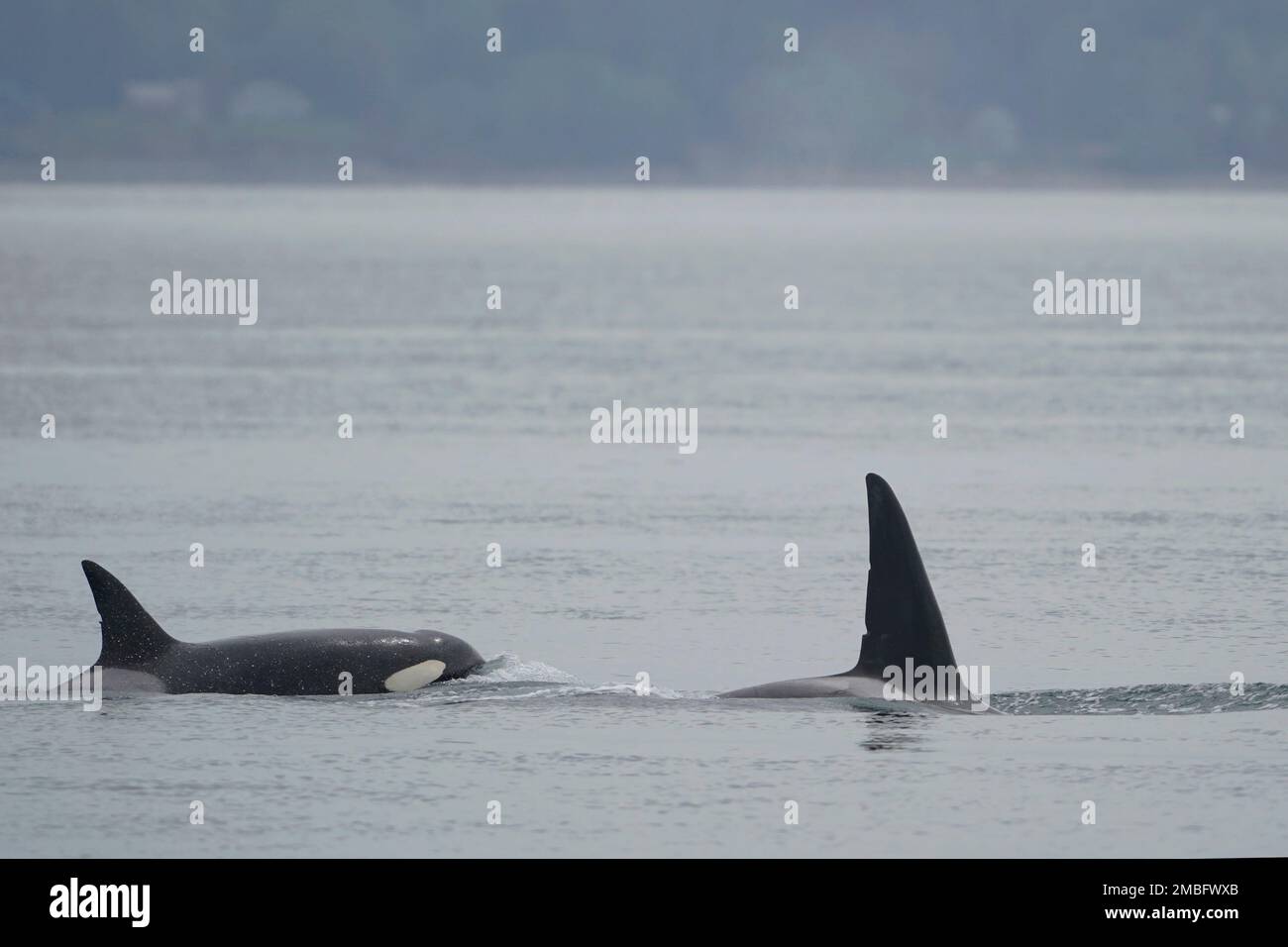 A Bigg's killer whale known as T137 or "Loon," swims with her son ...
