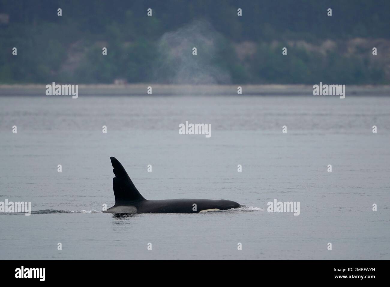 A Bigg's killer whale known T63, or "Chainsaw," surfaces as seen from a ...