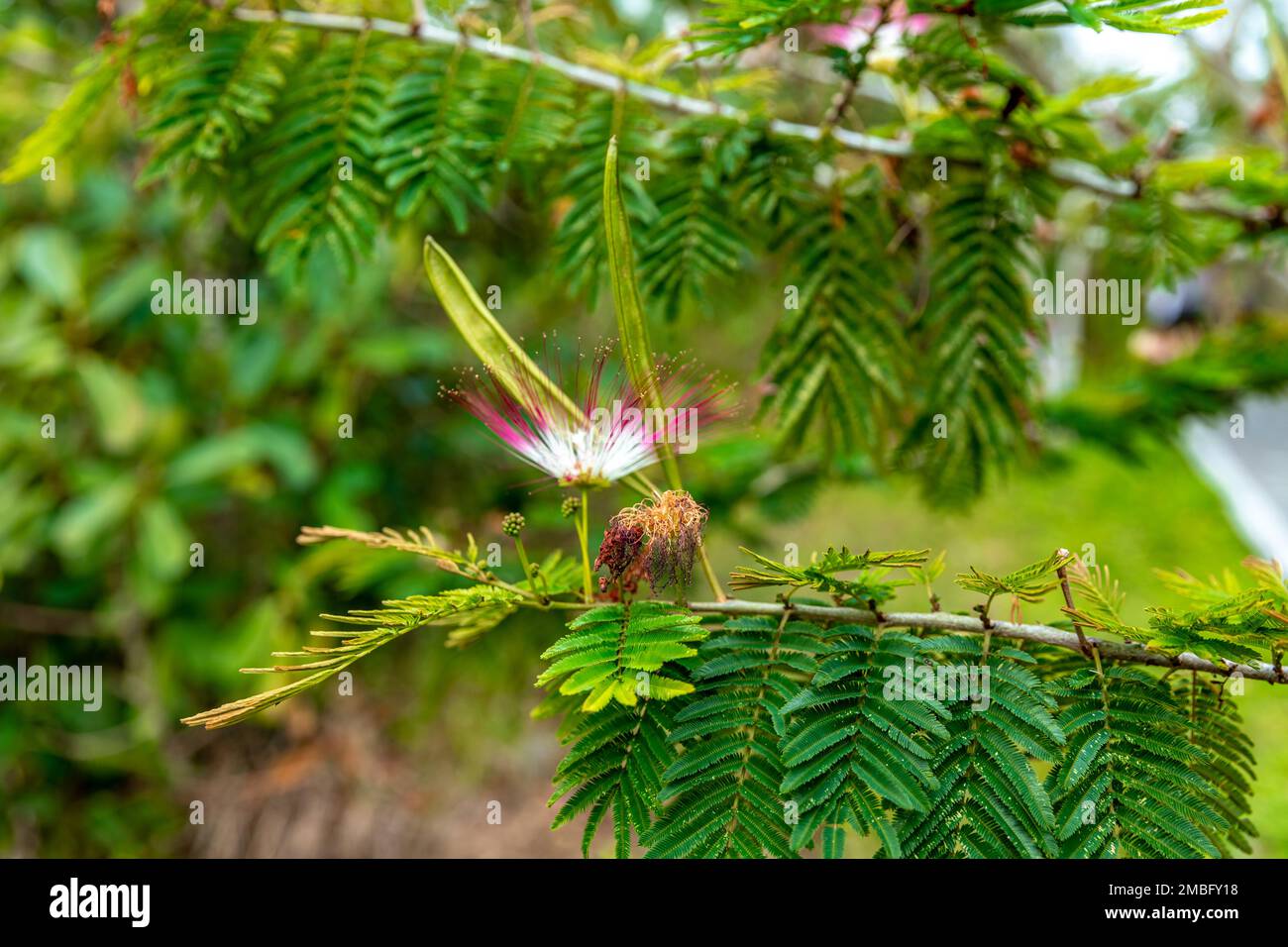 flowering tropical shrub calliandra in nature Stock Photo - Alamy