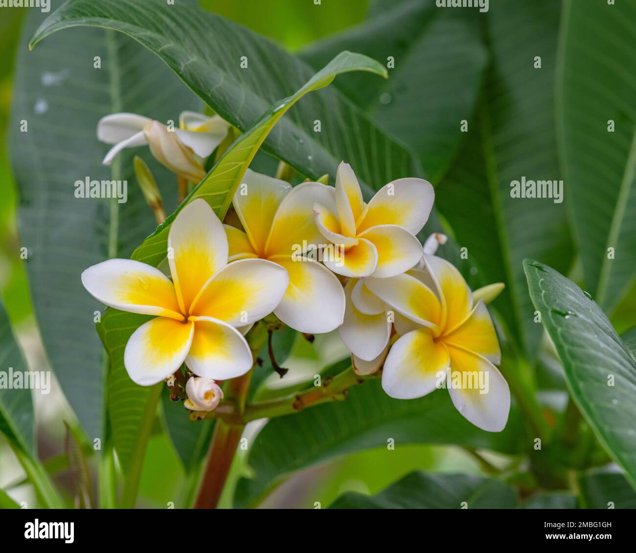 Frangipani flowers in bloom on a rainy Summer day in the garden at Woy ...