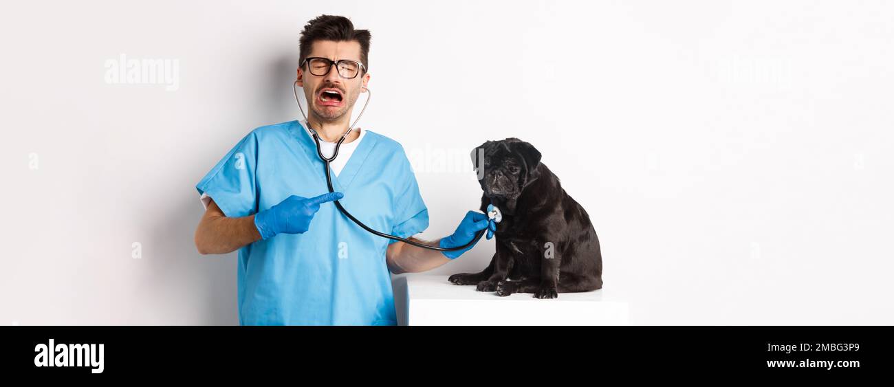 Sad male vet doctor examining cute little dog pug with stethoscope ...