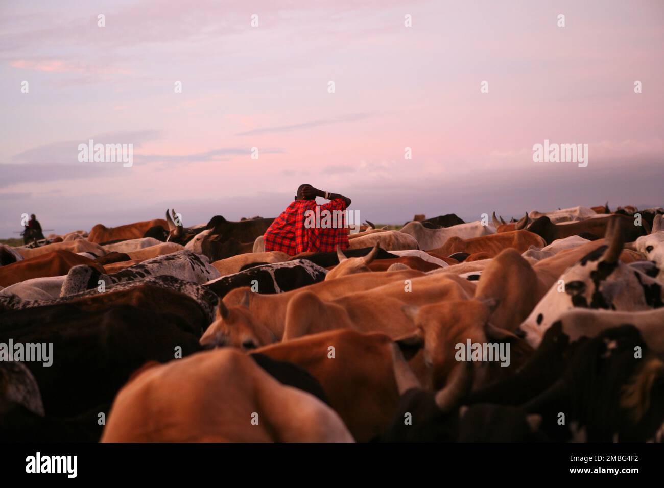 Maasai people and cows and milking cows in Tanzania Africa Stock Photo ...