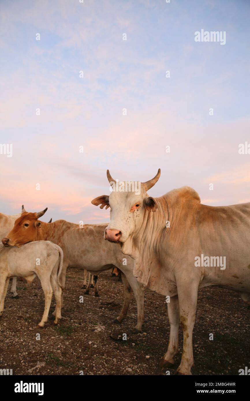 Maasai people and cows and milking cows in Tanzania Africa Stock Photo ...