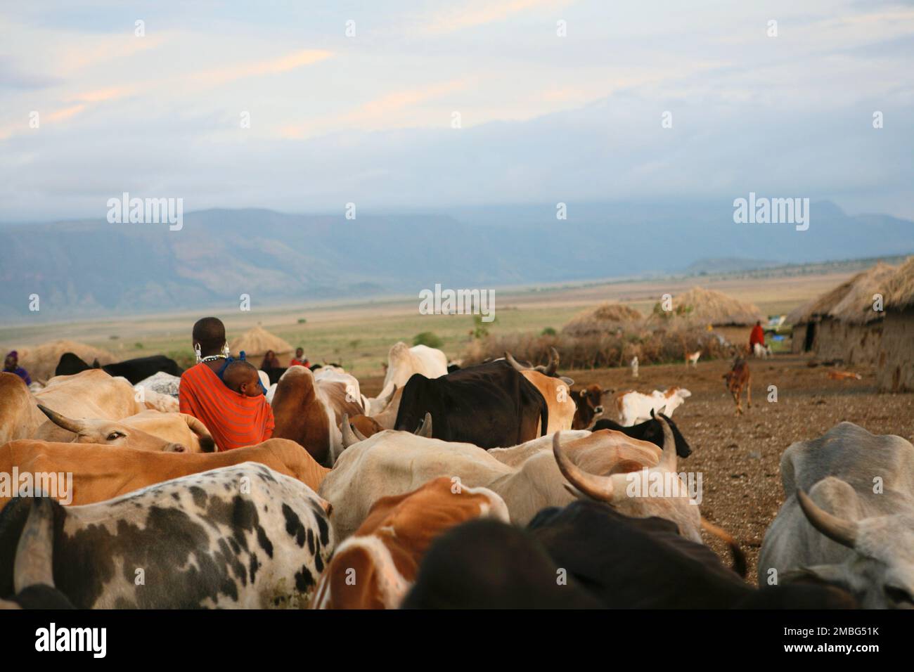 Maasai people and cows and milking cows in Tanzania Africa Stock Photo ...