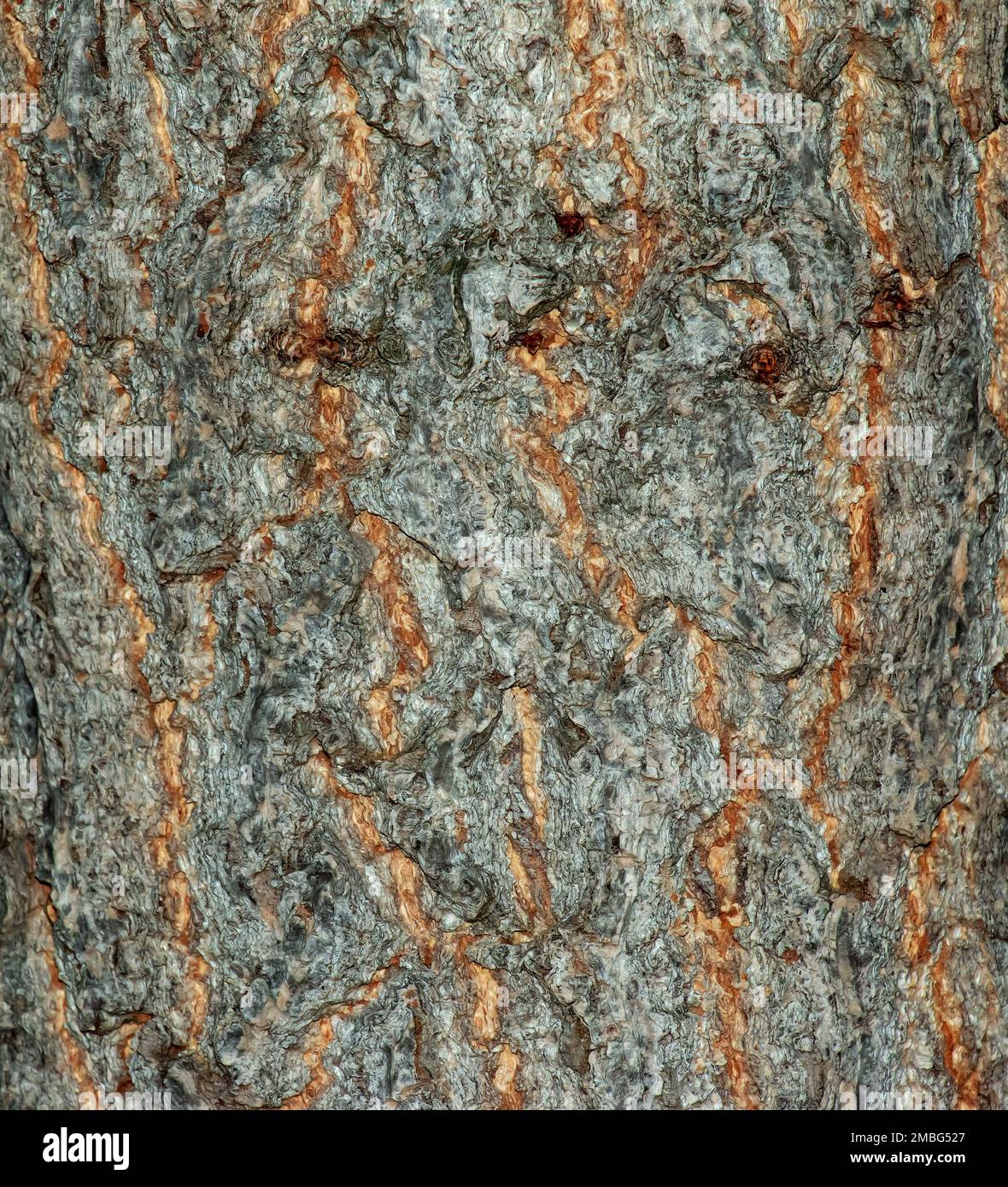 The dark gray texture of the bark of the ginkgo biloba tree, also ...