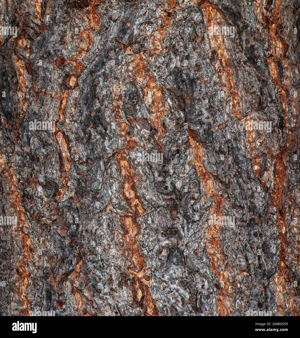 The dark gray texture of the bark of the ginkgo biloba tree, also ...