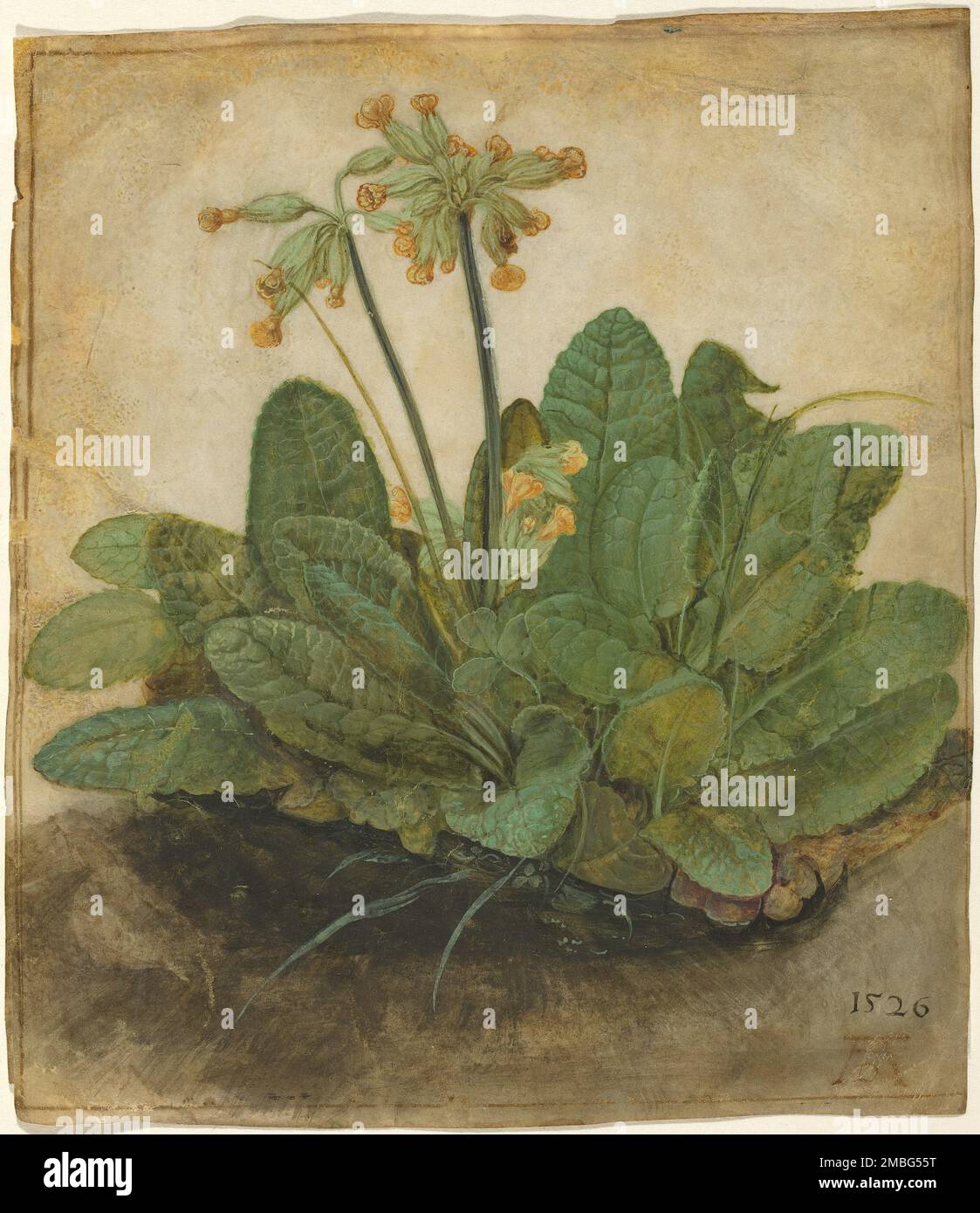 Albrecht dürer tuft of cowslips hi-res stock photography and images - Alamy