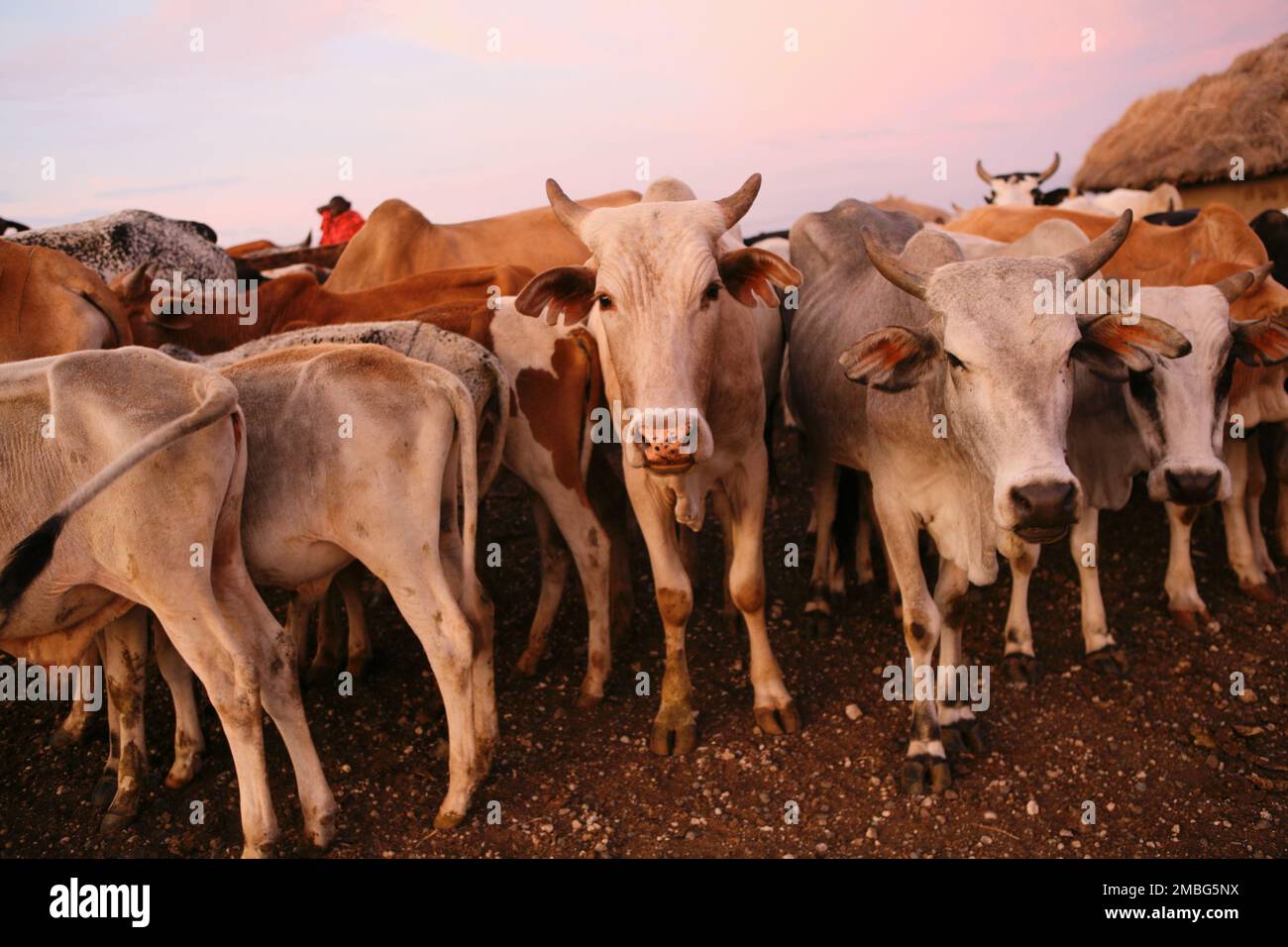 Maasai people and cows and milking cows in Tanzania Africa Stock Photo ...