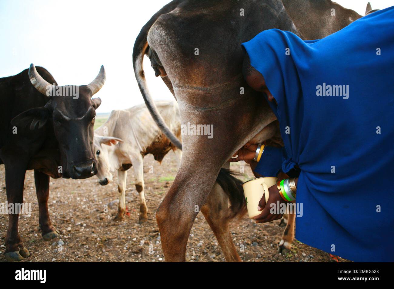 Maasai people and cows and milking cows in Tanzania Africa Stock Photo ...