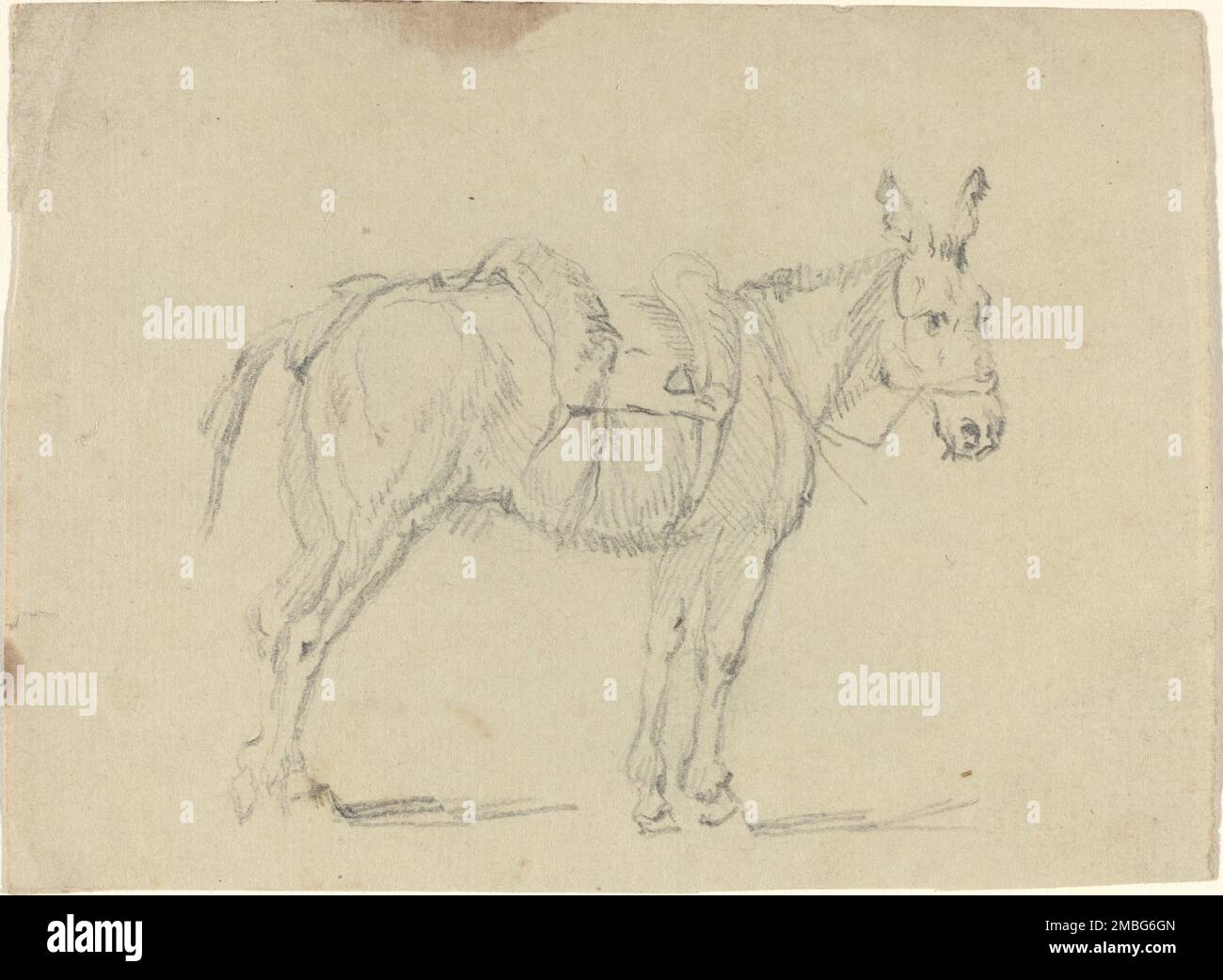 Donkey Stretching a Hind Leg Stock Photo - Alamy