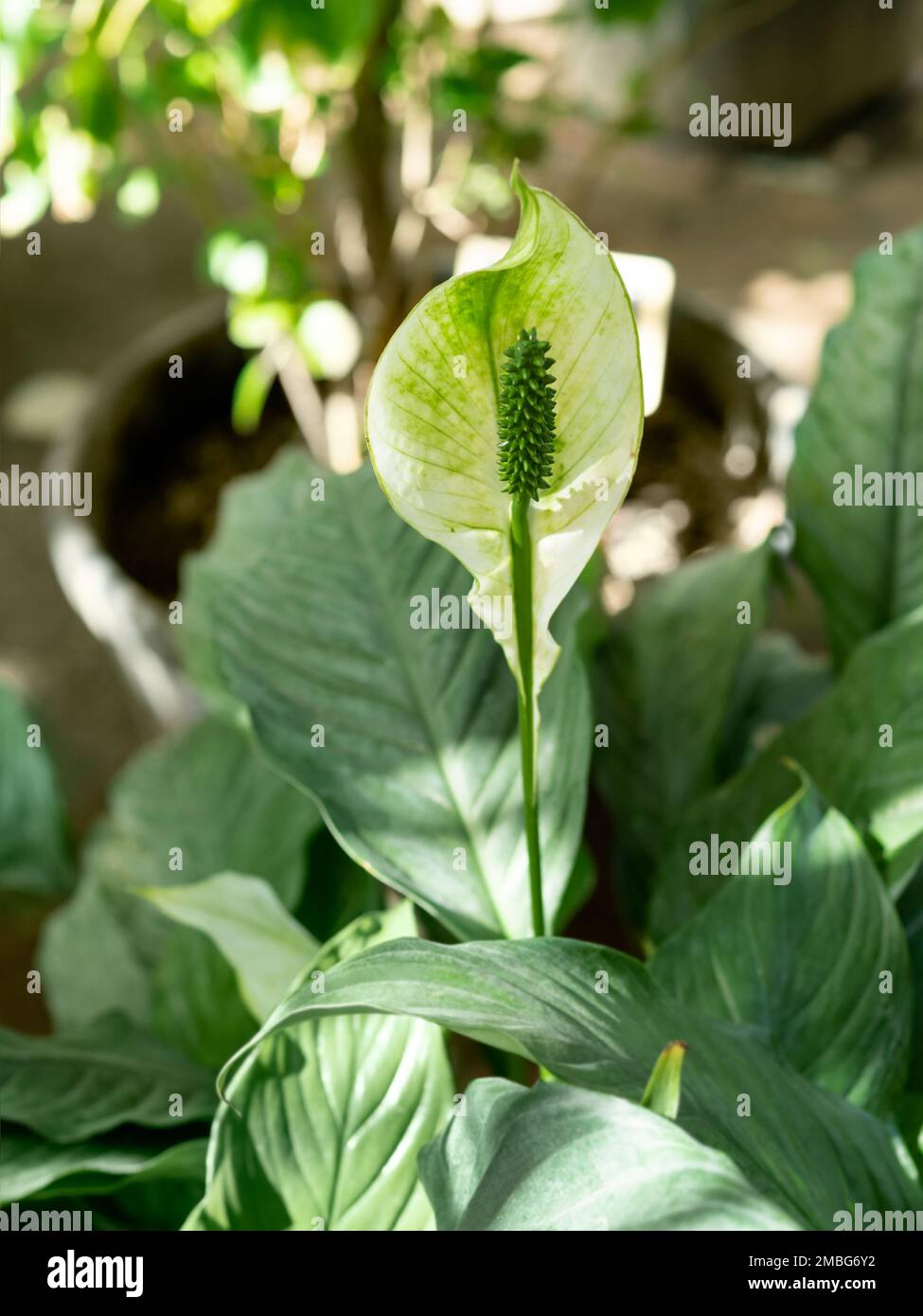 White flower of Spathiphyllum or spath. Blooming Peace lily. Flowering ...