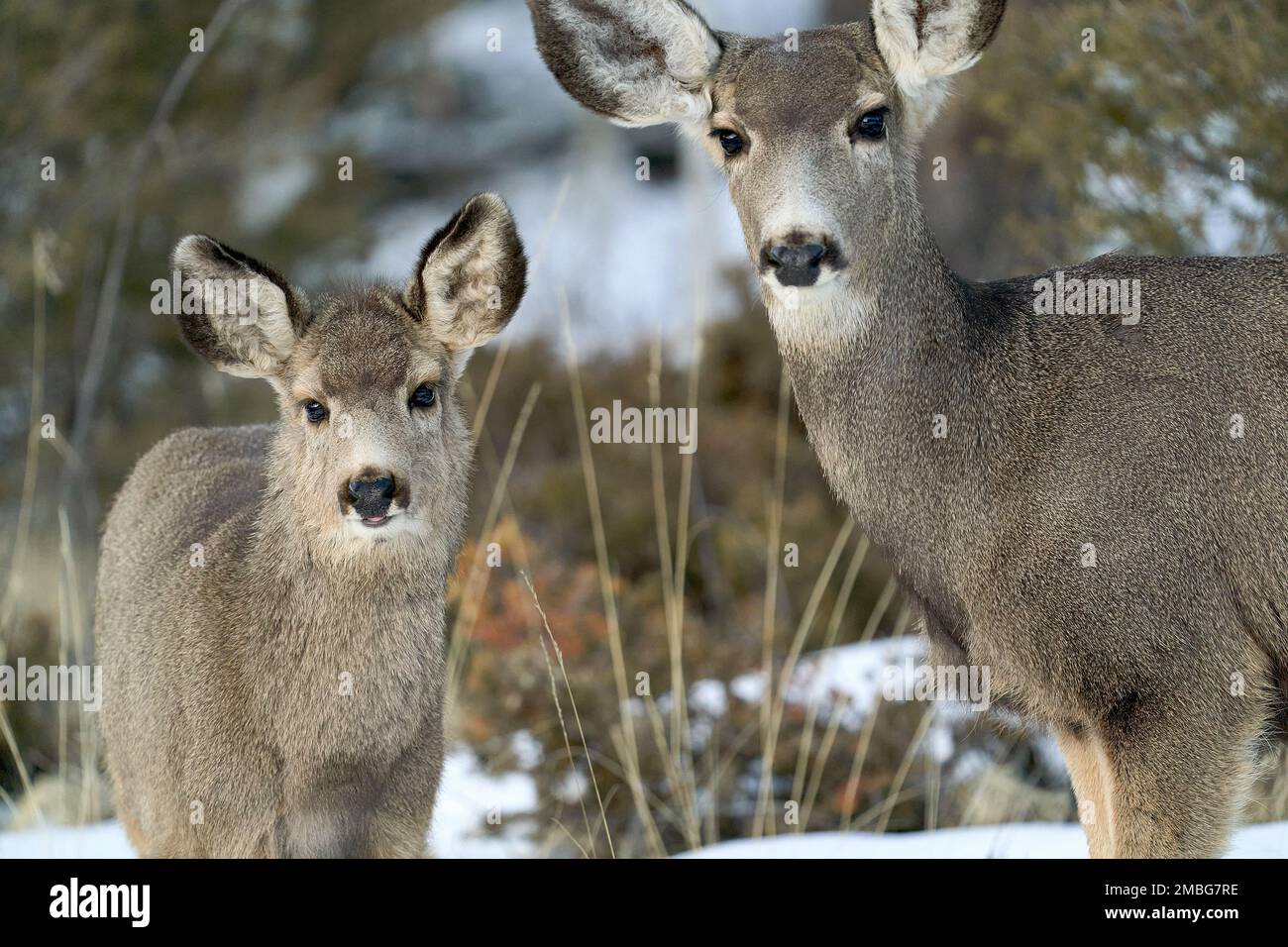White-Tail Deer Portrait of a Doe and Fawn Stock Photo - Alamy