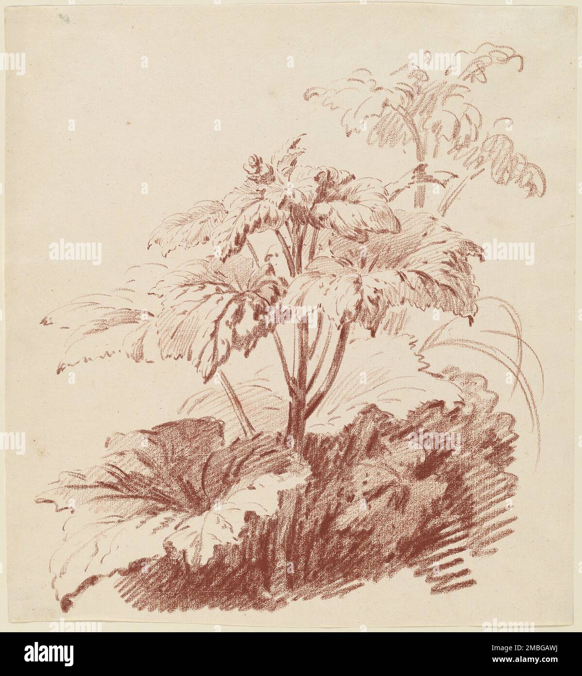 Flowering Plant with Buds, mid 1760s Stock Photo - Alamy