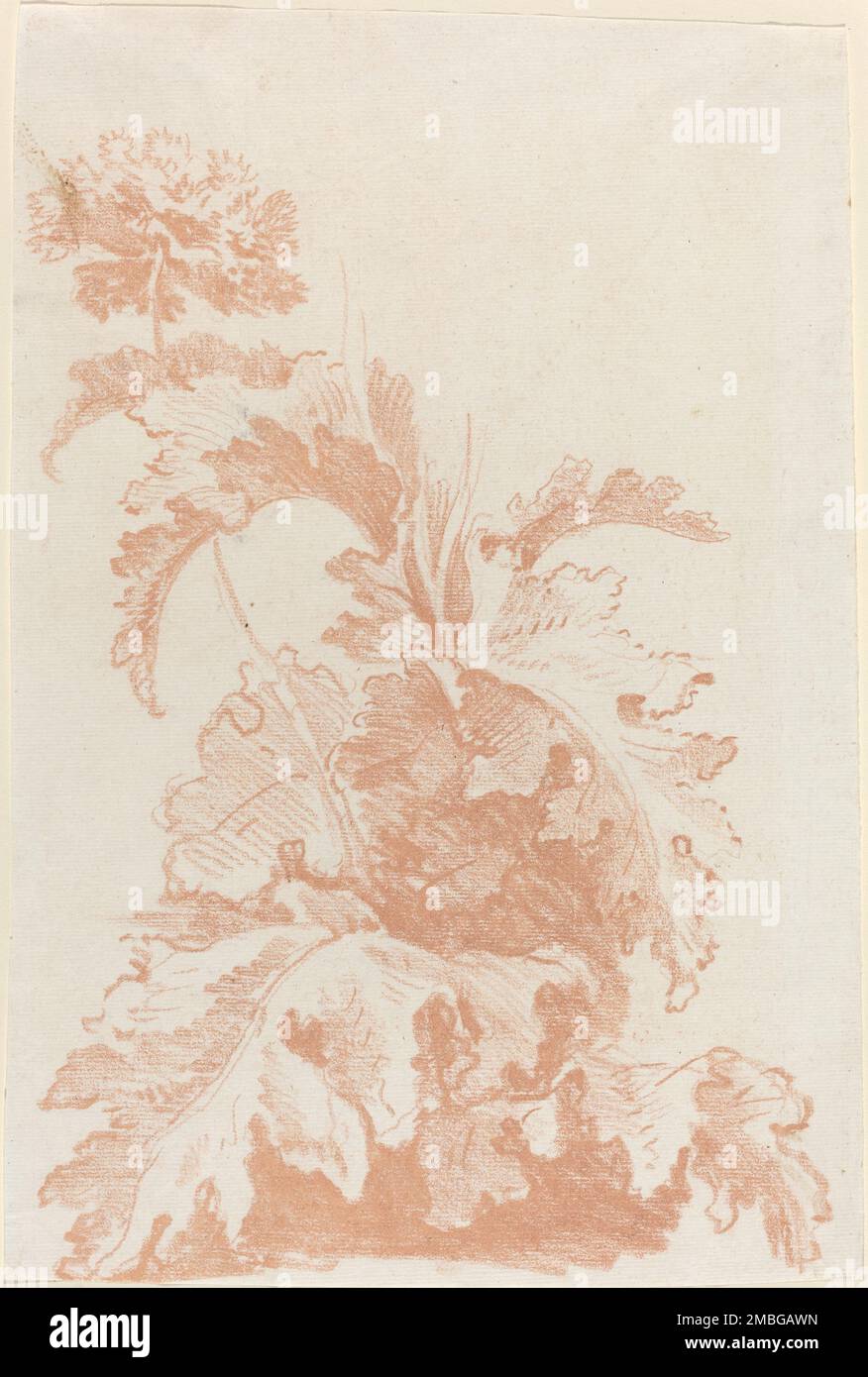 Poppy in Bloom, mid 1760s Stock Photo - Alamy