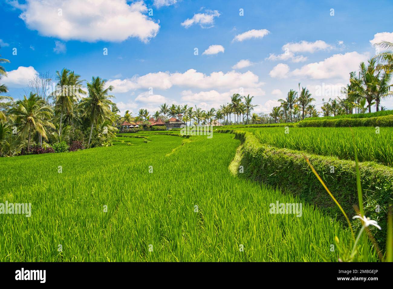 Traditional Rice field terraces near Ubud Indonesia Stock Photo - Alamy