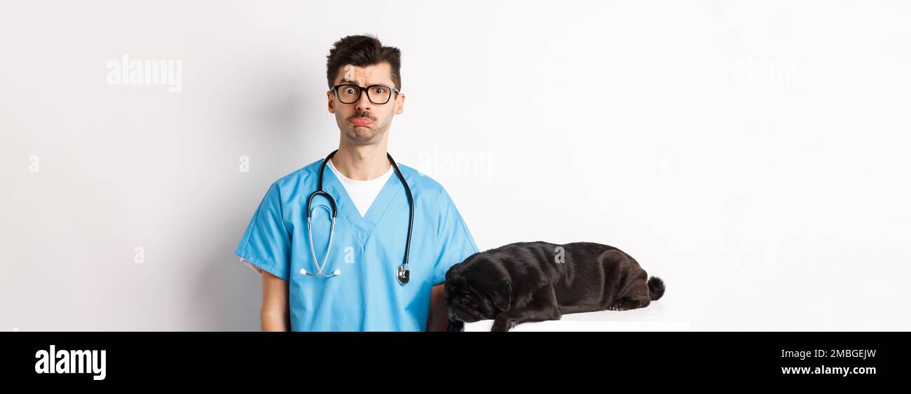 Tired black dog pug lying near handsome male doctor at veterinary ...