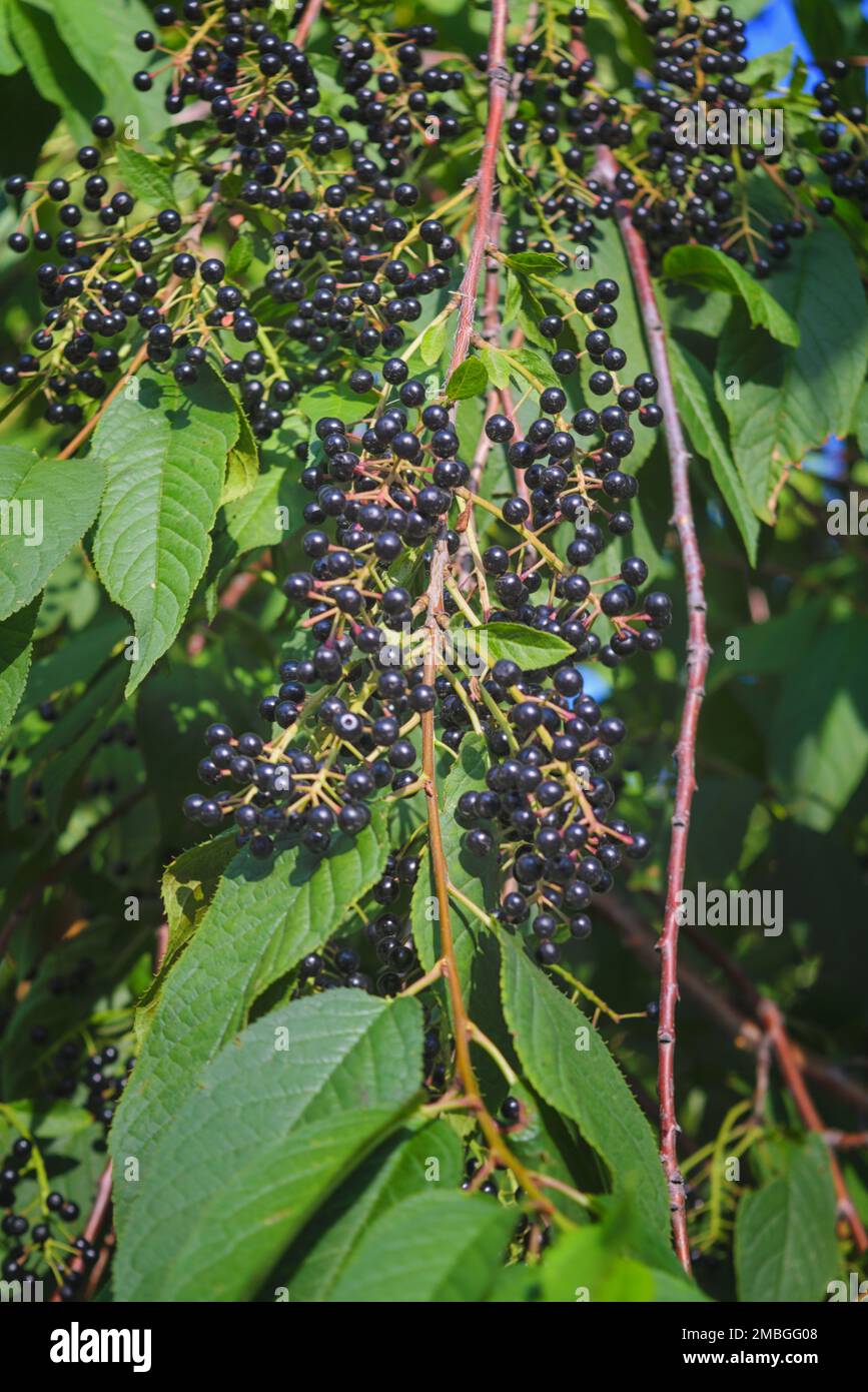Sambucus nigra, elderberry, black ripe elder berries on twig closeup ...